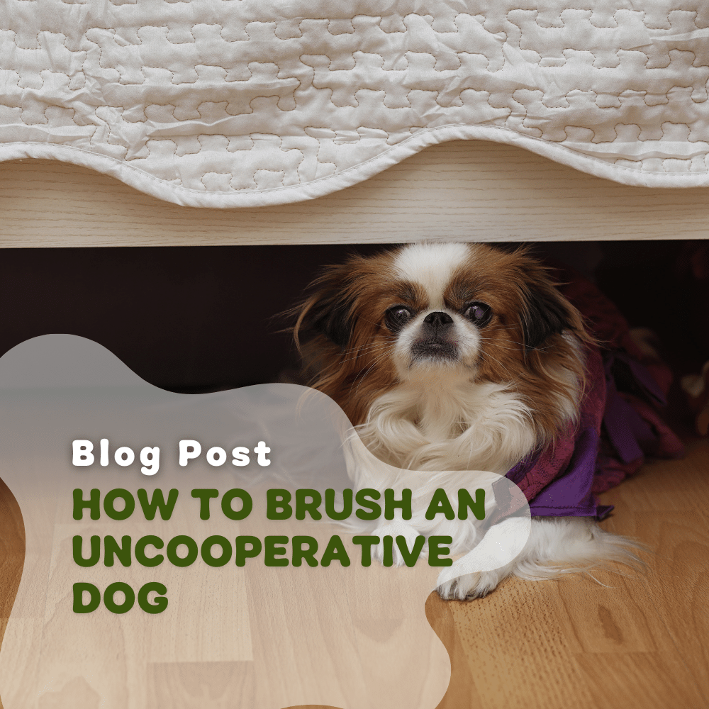 How To Brush An Uncooperative Dog | Bubble Pawz
