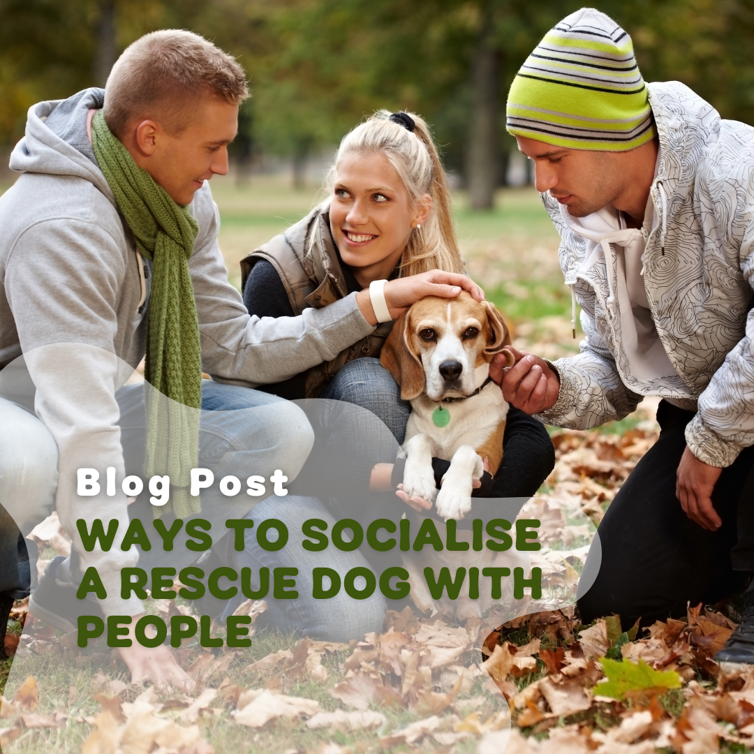 Ways To Socialise A Rescue Dog With People | Bubble Pawz